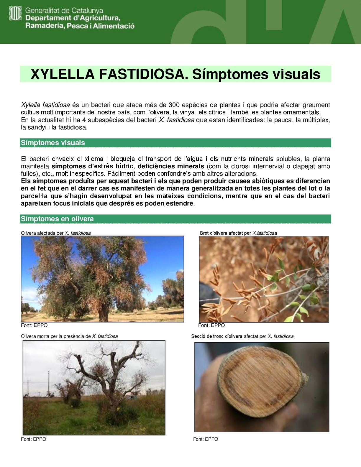 EL RINCON DE UN JARDIN: PLAGAS Y ENFERMEDADES: Xylella fastifiosa. El ...