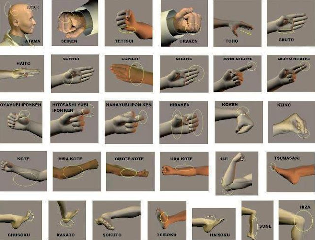 Parts of the Body in Karate - Karate Blitz