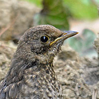 Orso Tibetano Blog-News: Fotografia Naturalistica News: Aggiornamento ...