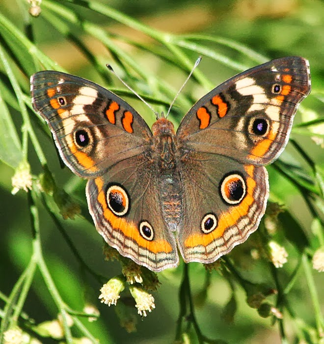 Backyard Nature Wednesday: Common Buckeye butterfly