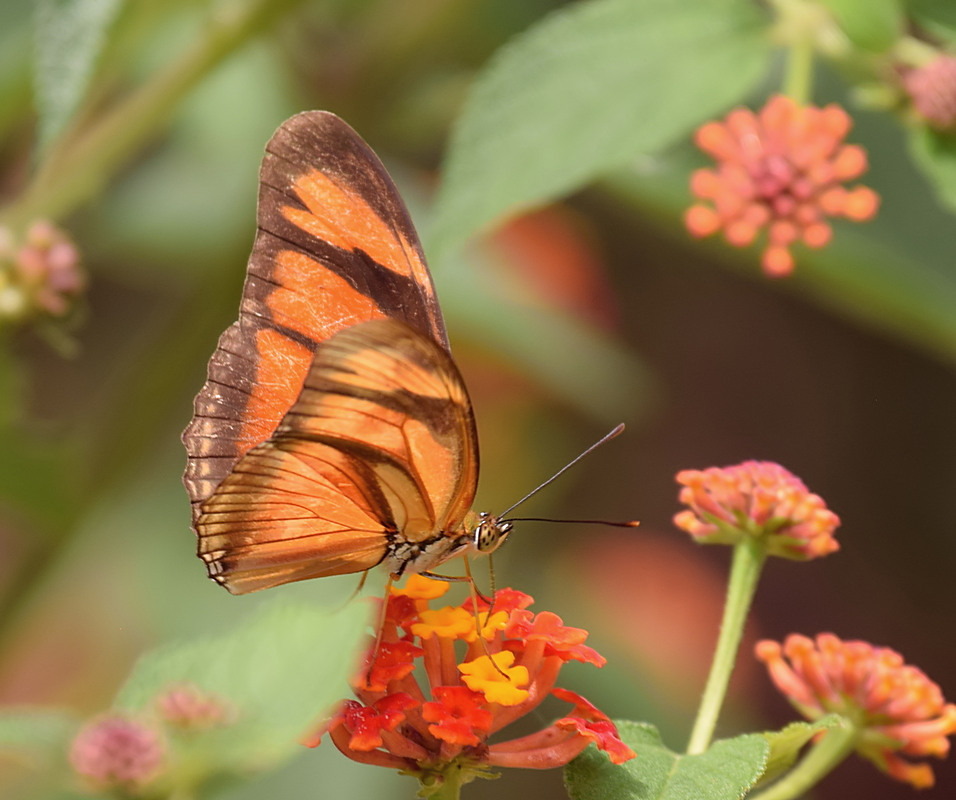 JRandSue: BRAZILIAN BUTTERFLIES AND DRAGONFLIES.