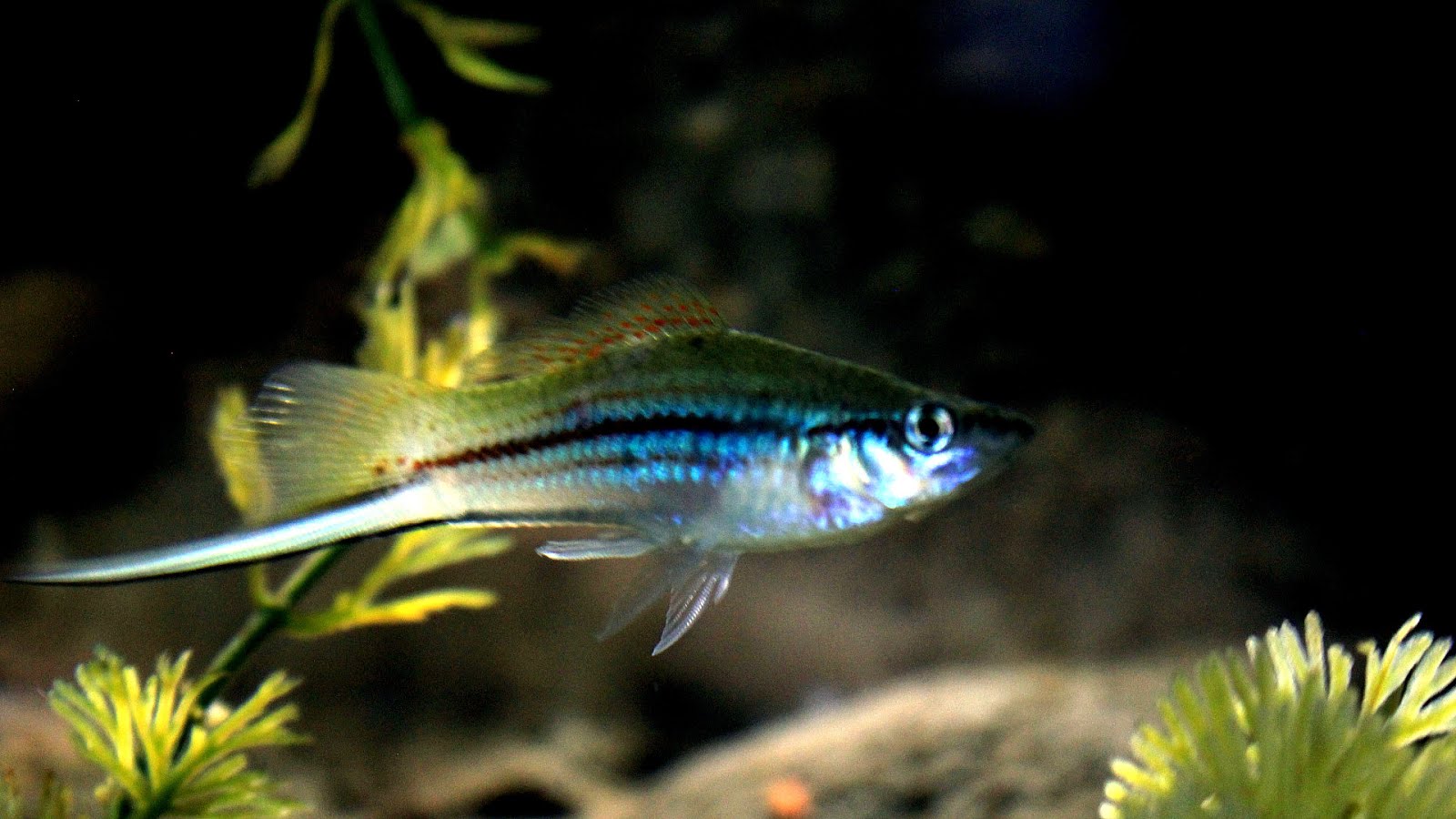 GloFish - Gfp Fish - Fish Choices