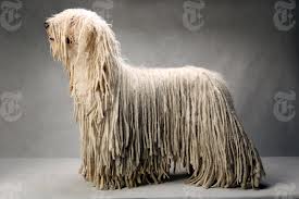 Show Dogs: The Dog Show Groups