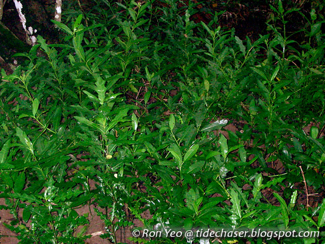 tHE tiDE cHAsER: Sea Holly (Acanthus spp.)