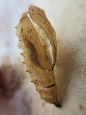 The quirky parent: The magic of metamorphosis: ‘Grow your own’ butterflies