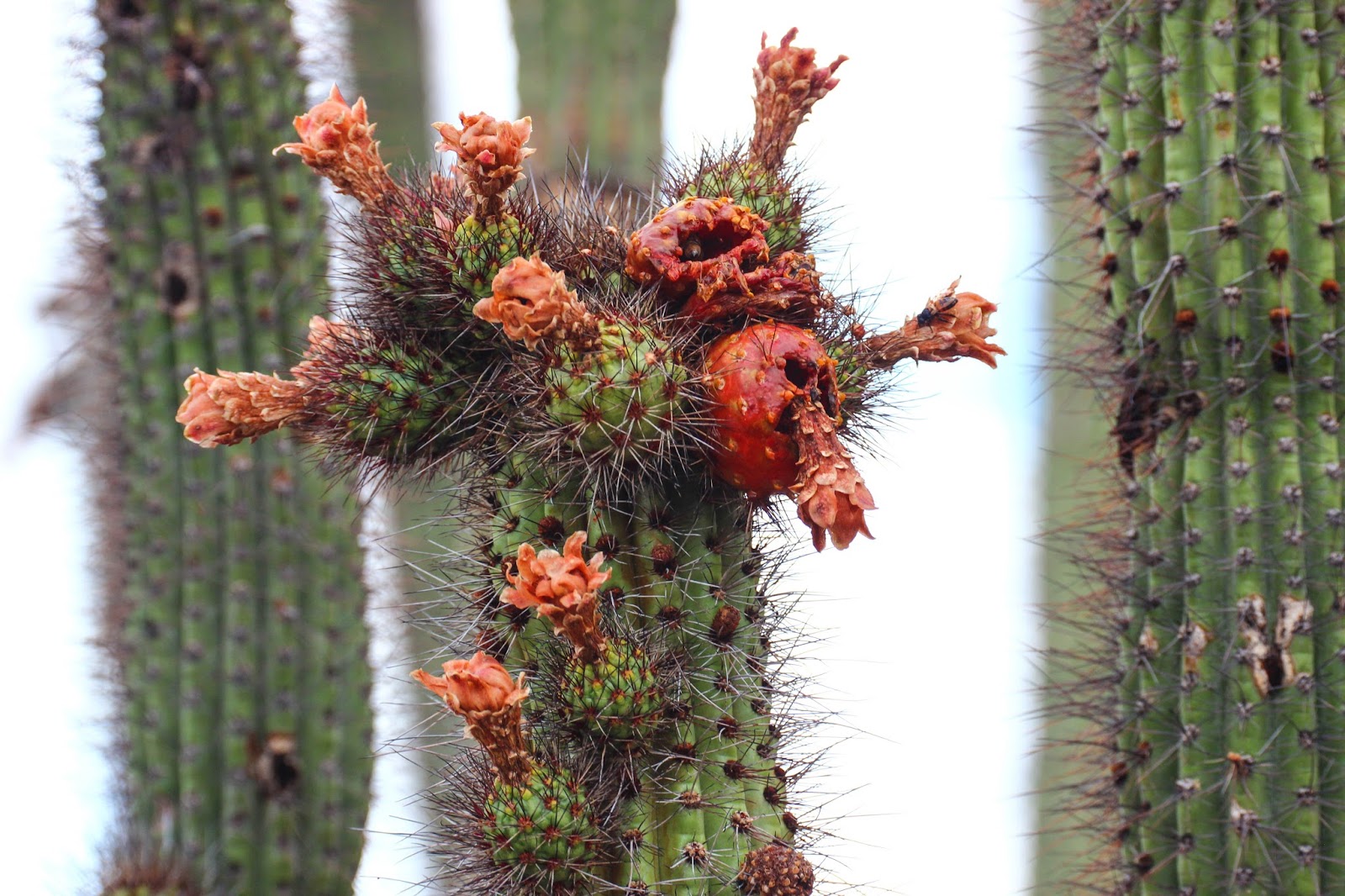 Cannundrums: Organ Pipe Cactus Fruit