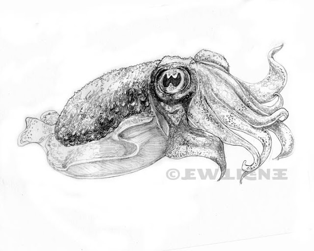Jewel Renee Illustration: Cuttlefish Pencil Drawing