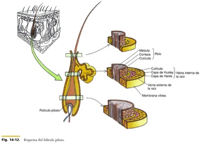 FCM-UNAH Anatomía Microscópica: Esquema del Folículo Piloso