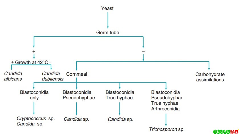 [Parasitology] Atlas of Medically Significant Fungi | Free Medical Atlas