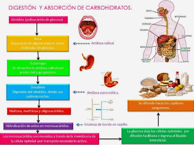 Bio4Meta : Digestión y Absorción de Carbohidratos