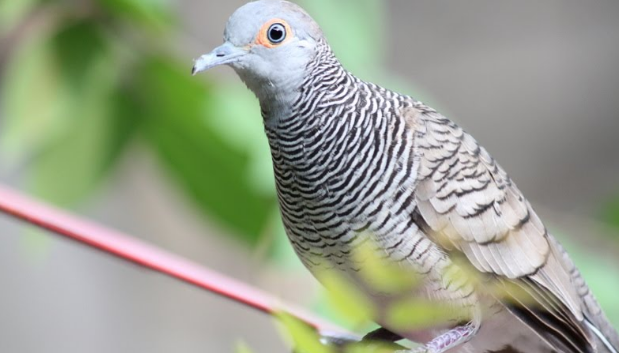 Perkutut Lurah ~ Kedai Kicau - Jack Bird Shop