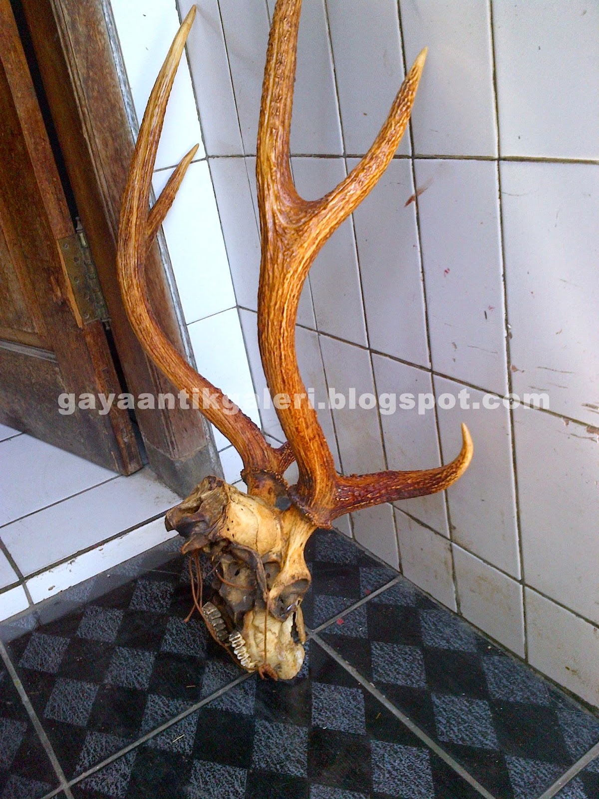 Gaya Antik Galeri : Hiasan dinding Antik Tanduk Rusa Jumbo Cabang 6 ...