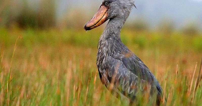 THE ELUSIVE SHOE BILL STORK