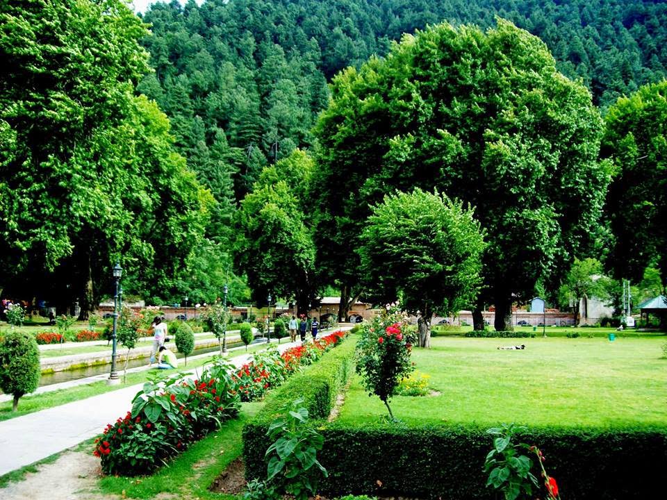 CHINAR SHADE : SNOW CLAD PEAKS ,CHINAR TREES , BIRDS , DANCING FAIRIES ...