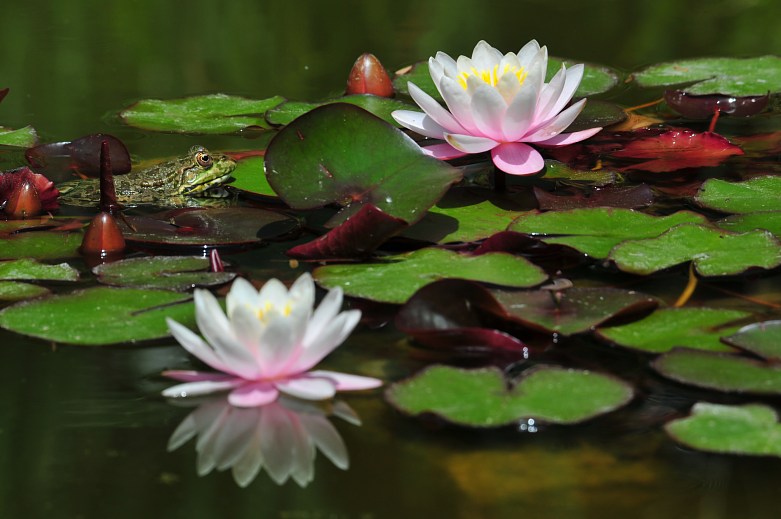 Cara Menanam Bunga Teratai