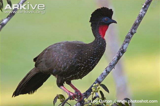 Tierra de pavos, francolines, faisanes y perdices: Pava granadera ...