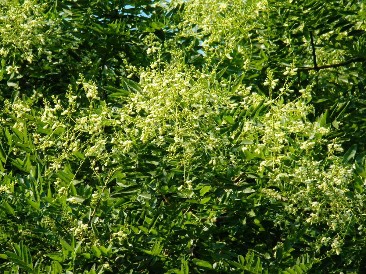 LA MULTI ANI, ROMANIA!: Pom inflorit in luna iulie