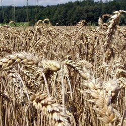 D E S L I K: Obilniny