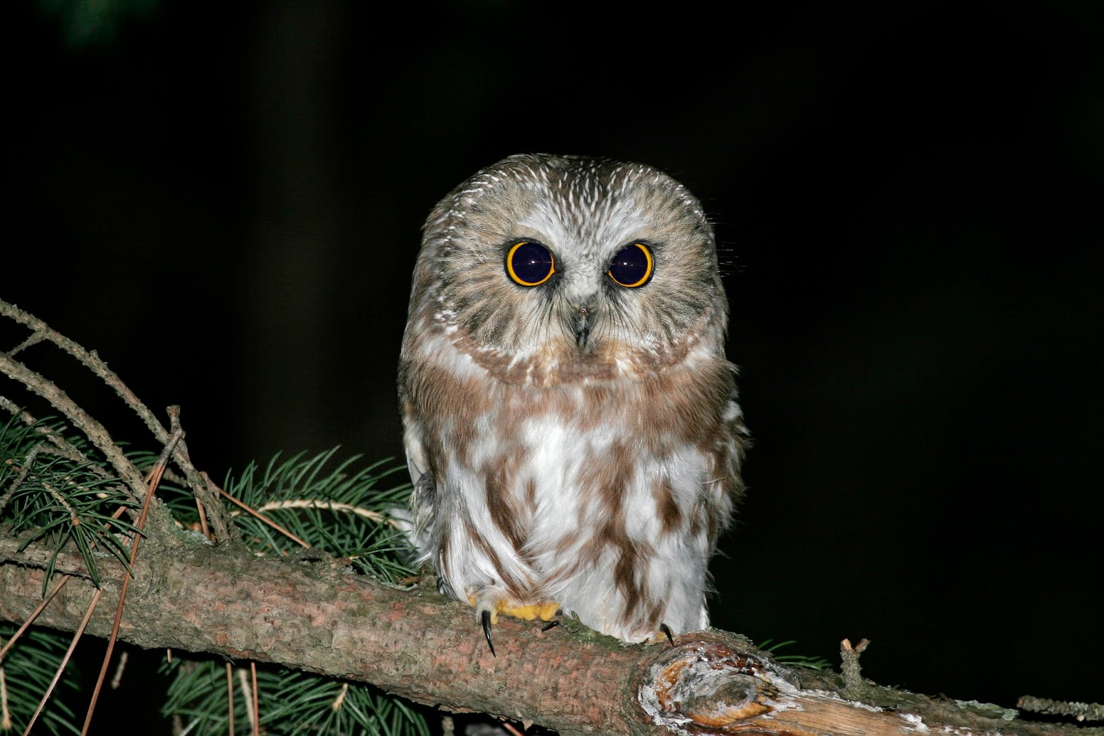Hawk Ridge Blog: Hawk Ridge Evening Owl Programs!