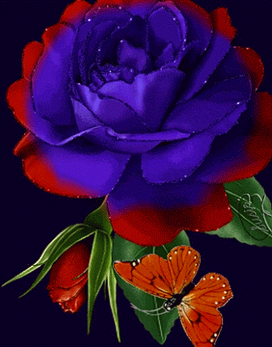 FRASES Y GIFS: ROSA DE COLORES