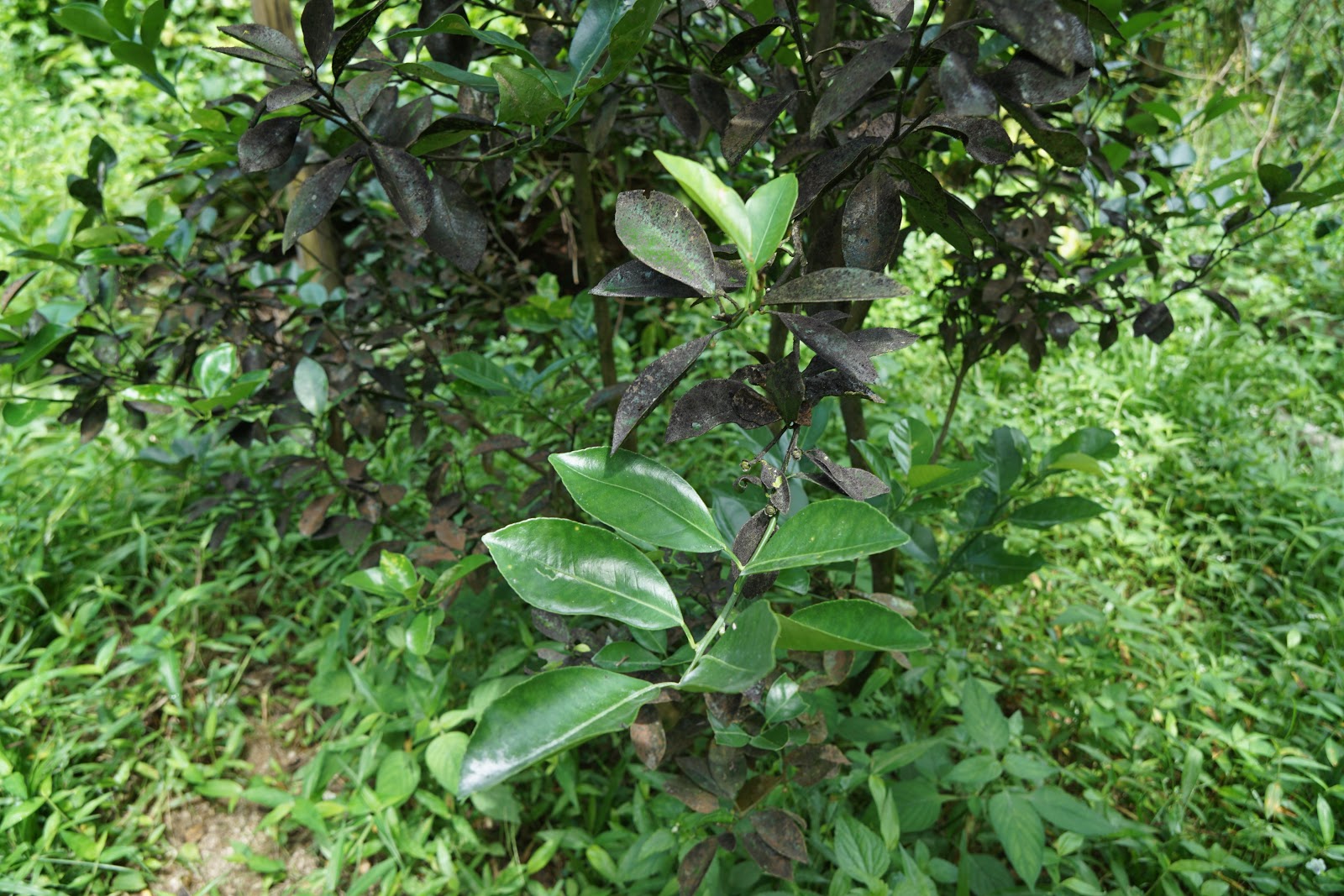 Experimental Farming: Black Sooty Mould on Lime tree Organic Challenge