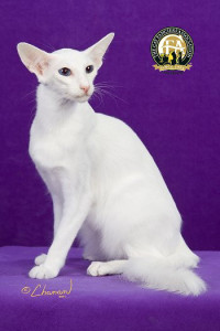 Cara Mengenal Bentuk Badan Kucing - KUCING INDO