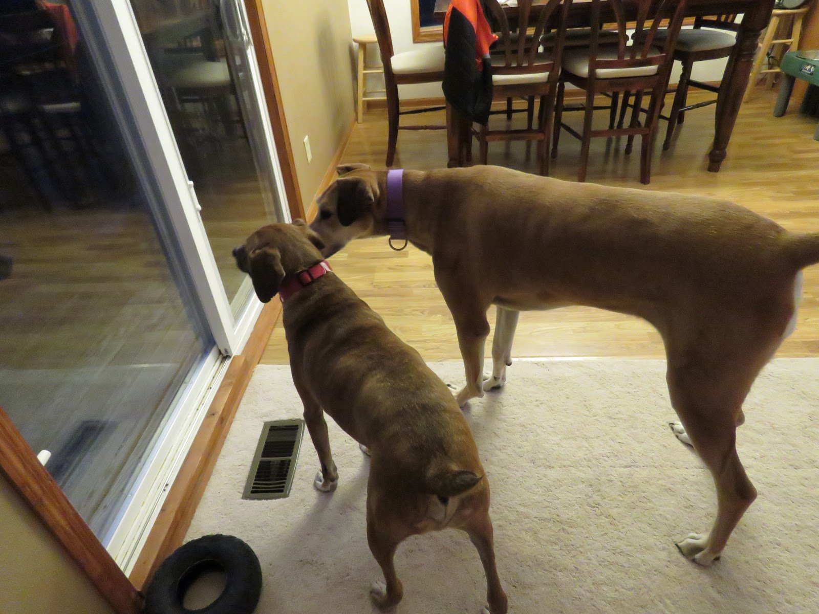 Molly's Guide To Setting Up A Puppy Play Date