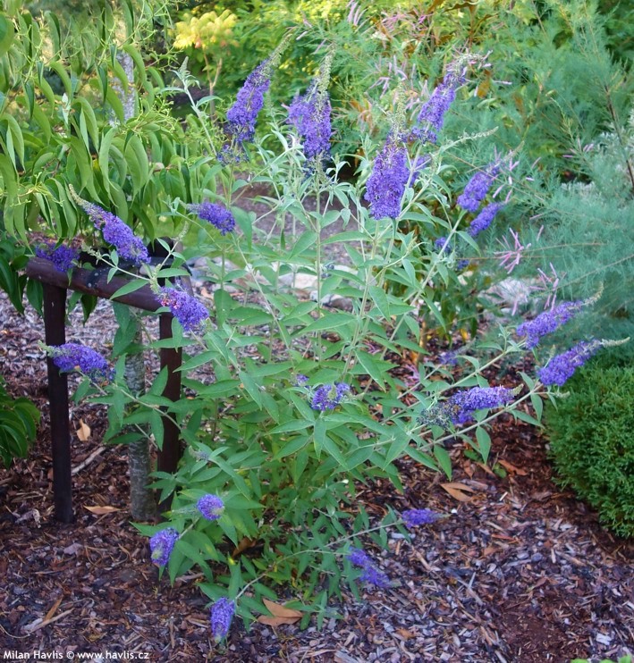 Seminte si plante de gradina hobby
