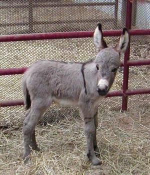 Two Men and a Little Farm: BABY DONKEY - RANDOM FARM CUTENESS