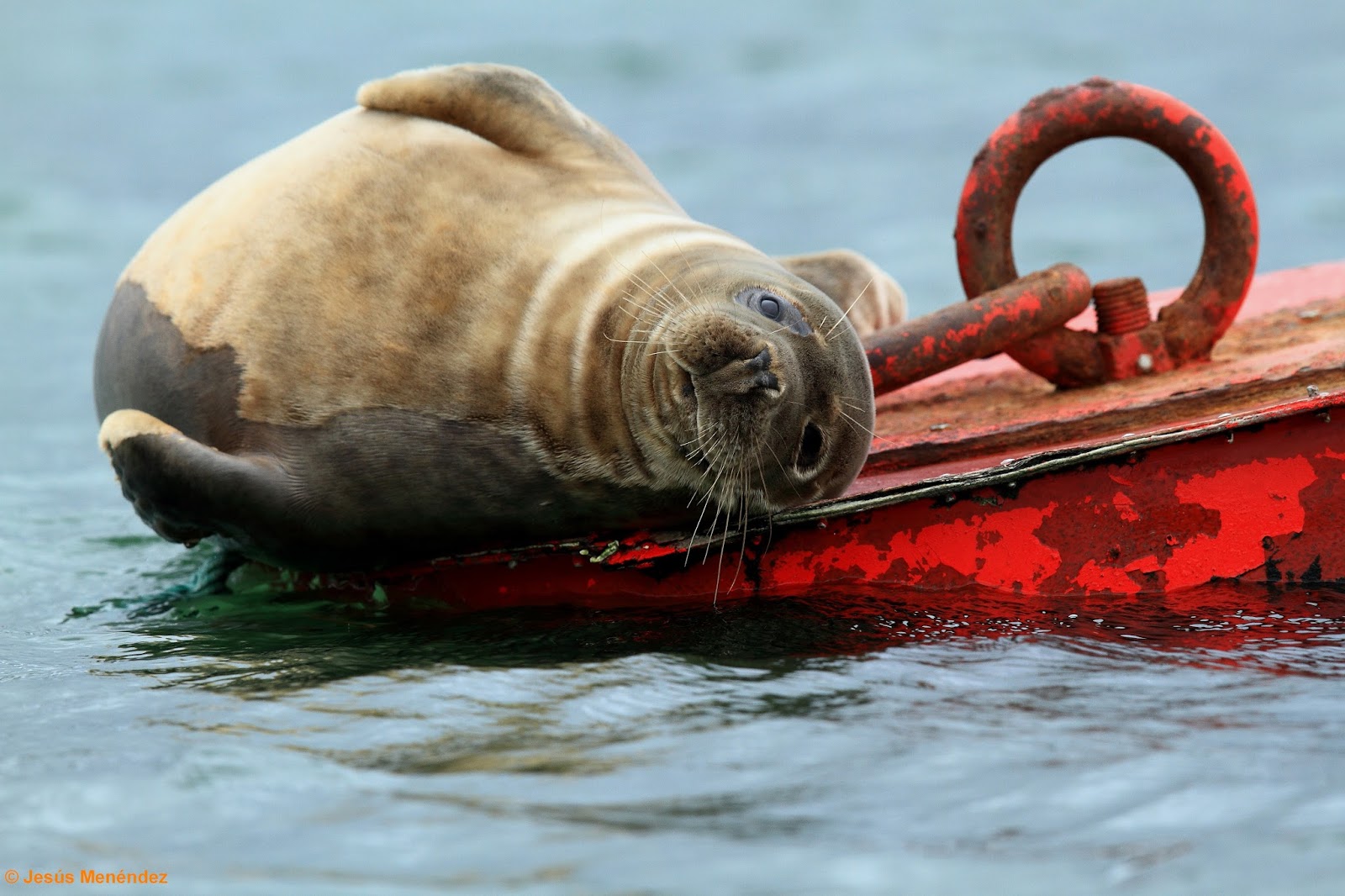 © DEMENCIA ORNITOLOGICA 43º23´N 3º13´W: Foca gris, Halichoerus grypus ...