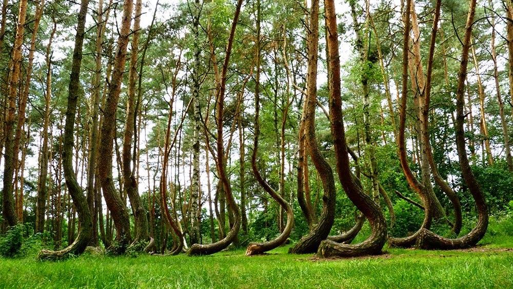 Shaping The Earth: The Crooked Forest Unique Curvy Trees In Gryfino, Poland