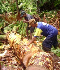 1 Response to " Tips Tanaman - PECAH RUYUNG DAPAT SAGU - Sitnoolo ...