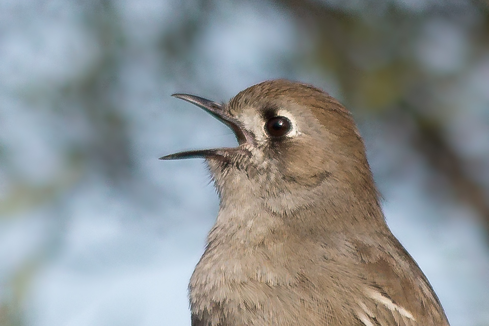 Kay Parkin Birding: Mallee birds - Brookfield Conservation Park