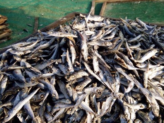 Dried Round Scad Fish Viet Nam Suppliers