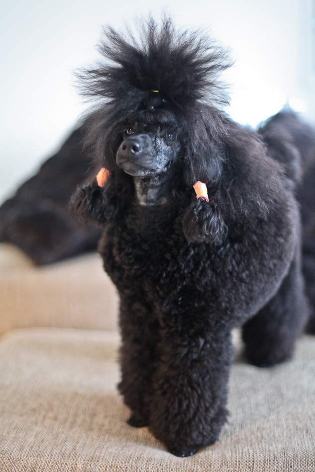 Saa Kurkistaa: Meidän villakoirat