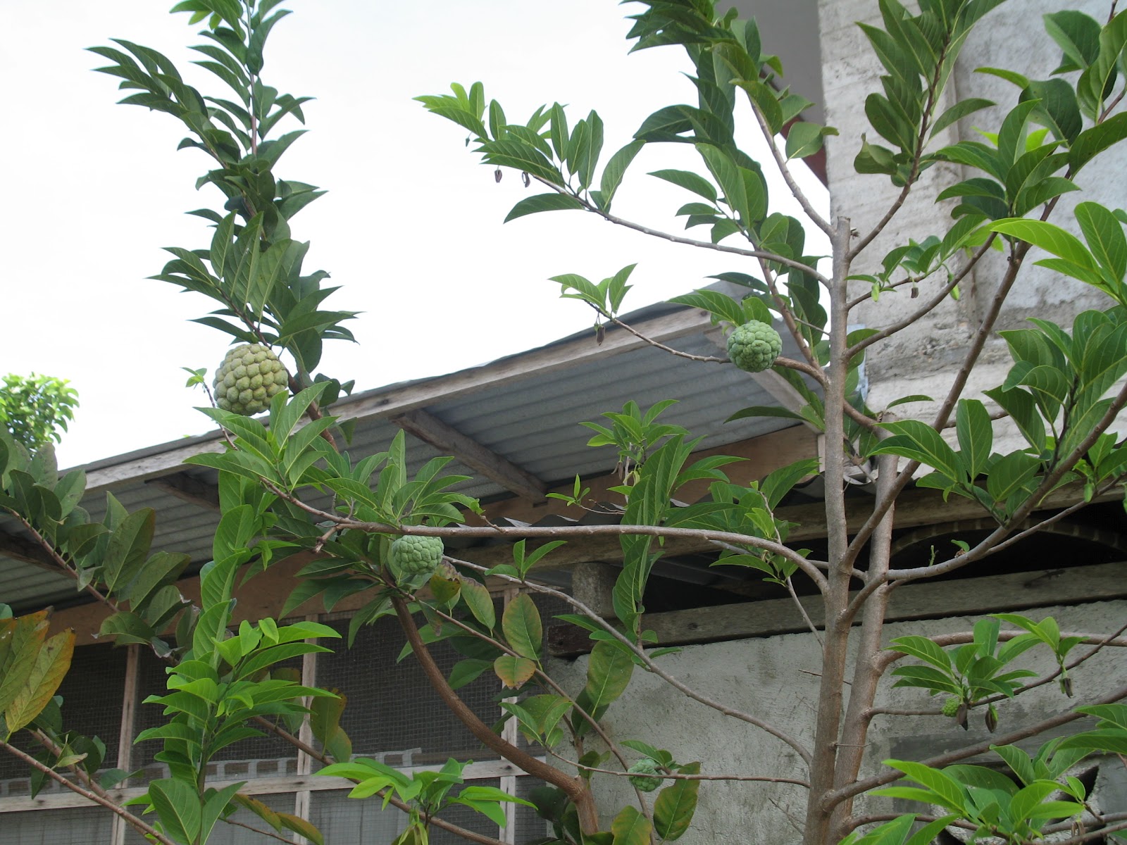 My Season of Peace: Trees and plants galore!