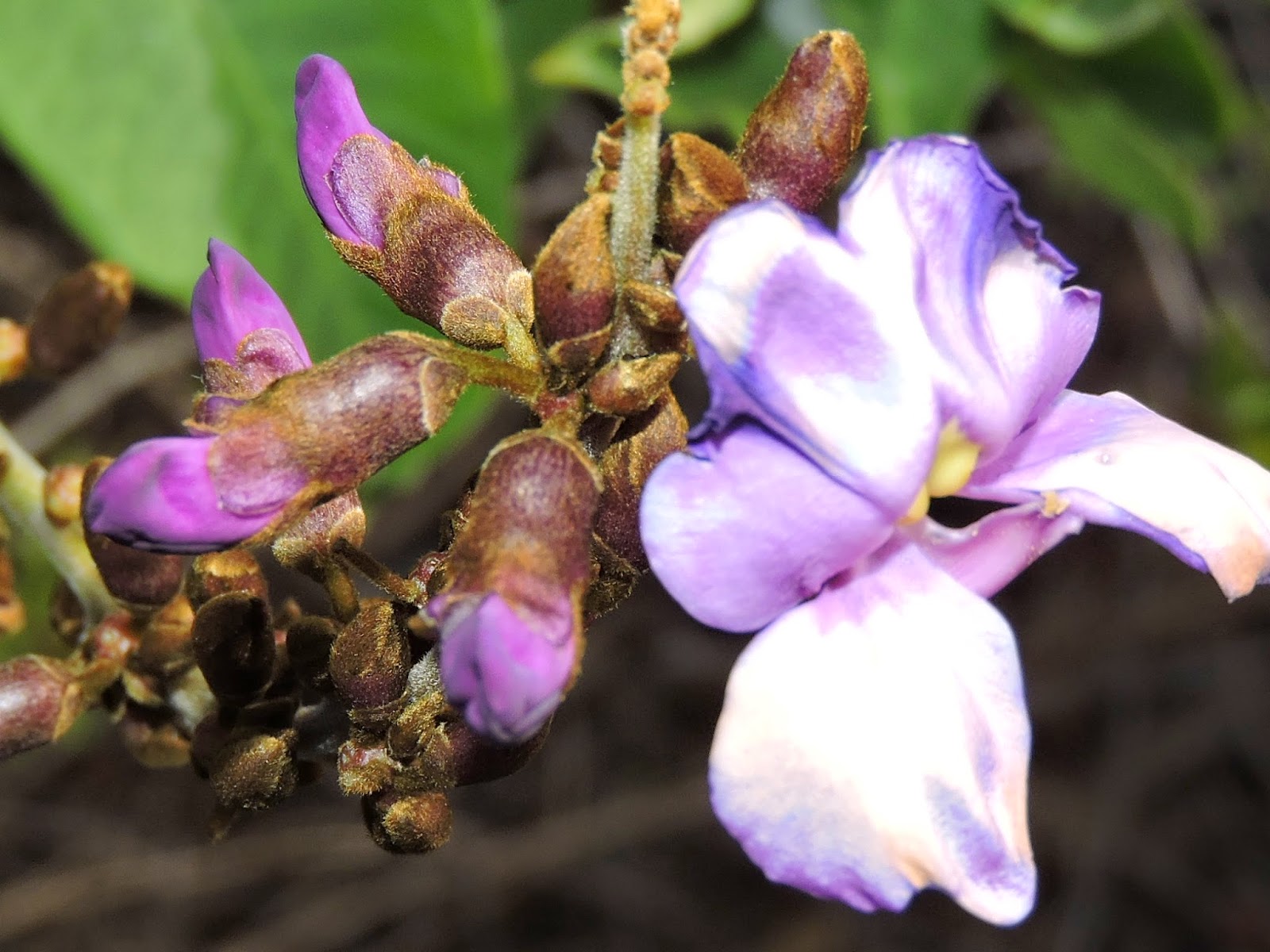 Fabaceae - Leguminosae no Brasil: Fabaceae - Macropsychanthus ...