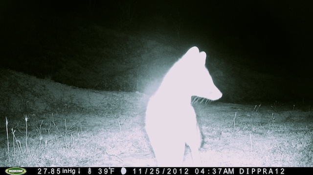 Dipper Ranch: In the Provident Shadow of Omnivores