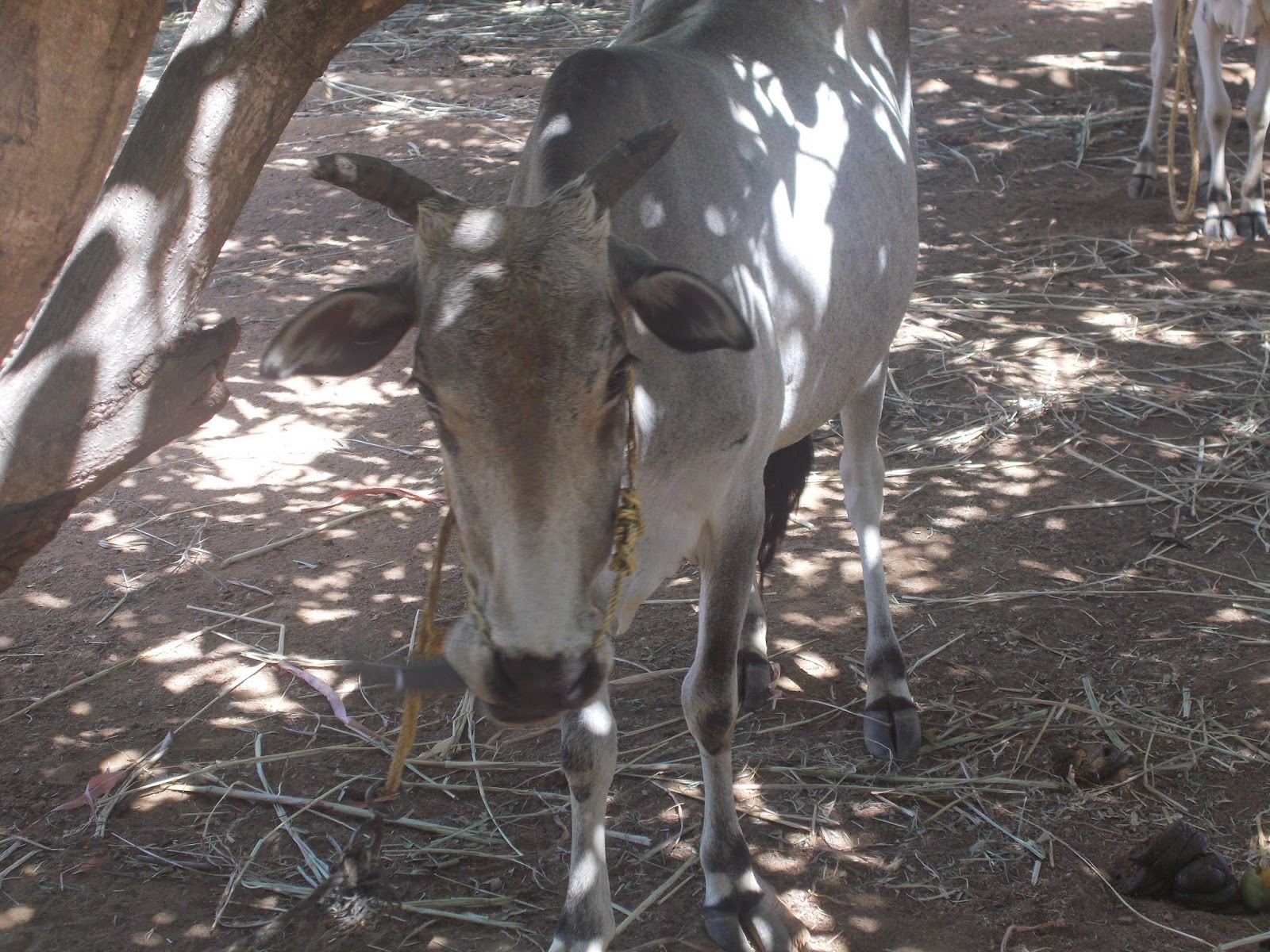 Tamil Nadu Cattle Breeds