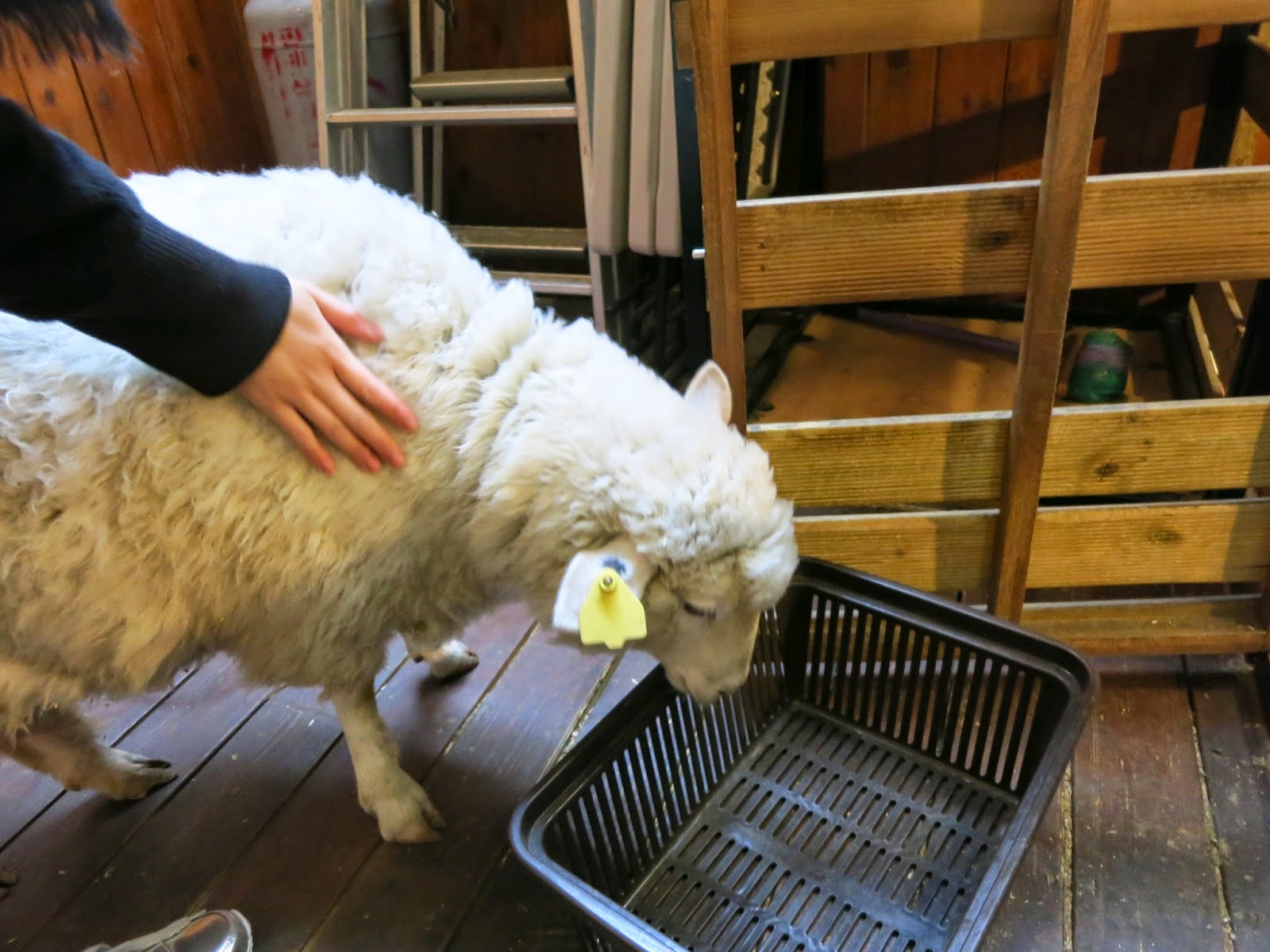 Thanks Nature Cafe (Sheep Cafe) - Hongdae, Seoul - chichicho~