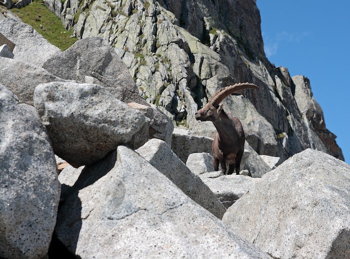 Goats climbing almost vertical dam
