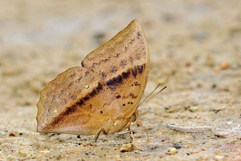 Butterflies of Singapore: 2013 - Looking Back...