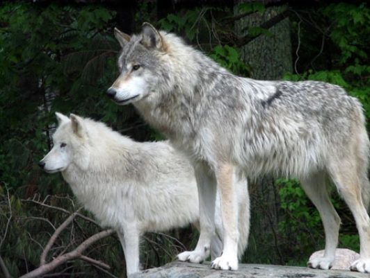 White Wolf : The National Park Service moves forward with plan to ...