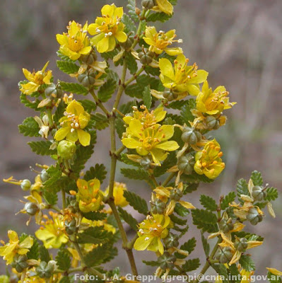 Argentina nativa: Jarilla crespa (Larrea nitida)