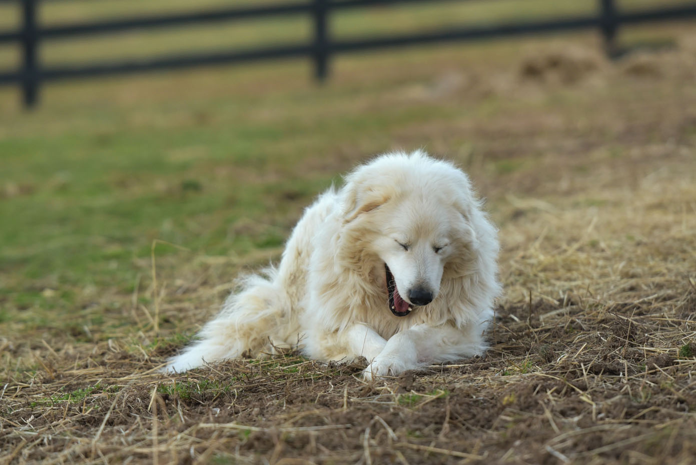 More Favorite Sheep: Paws Crossed