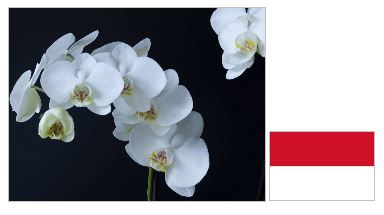 DAFTAR 10 BUNGA NASIONAL RESMI BESERTA GAMBAR DAN PENJELASANNYA