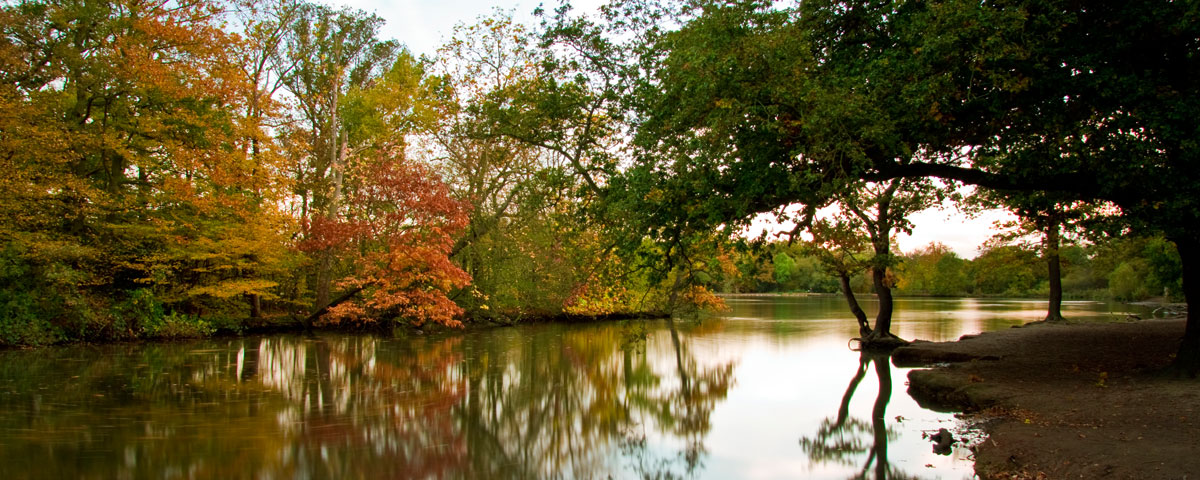 Above Ground on the London Underground—Day 60: Epping Forest