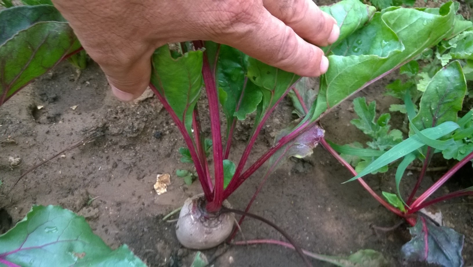 How To Grow Beetroot