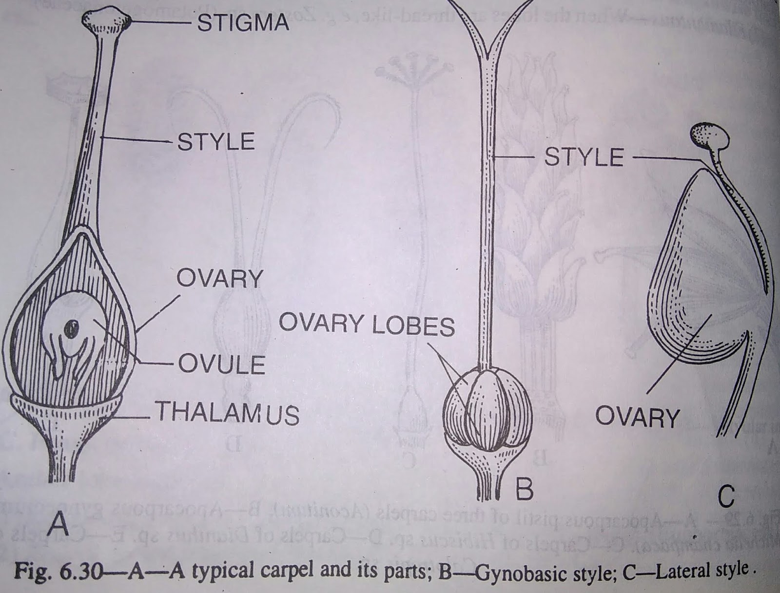 Gynoecium or pistil in angiosperm-digieduco