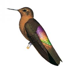 Tierra de pelícanos, cormoranes, aningas y alcatraces: Colibrí cobrizo ...